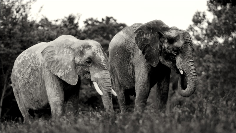 Zoooooooooooooooo! | Mark Schueler