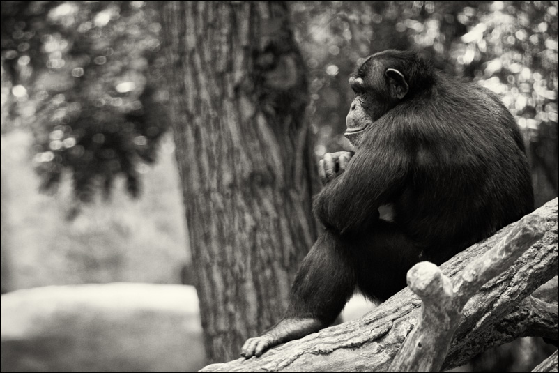 Zoooooooooooooooo! | Mark Schueler